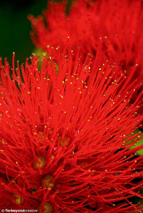 Pohutukawa | New Zealand and Australia Photography | Far Beyond Creative